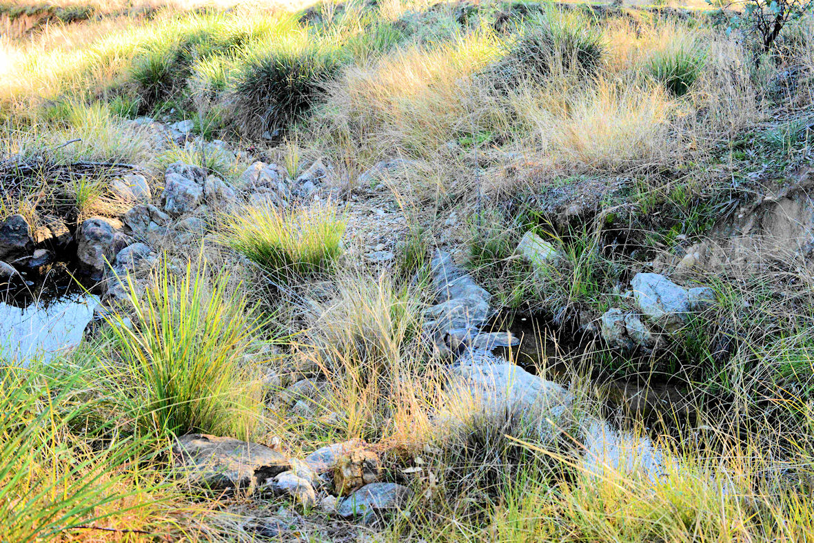 Percy Simpson's Marked Line - Geoff Svenson - historical archaeology